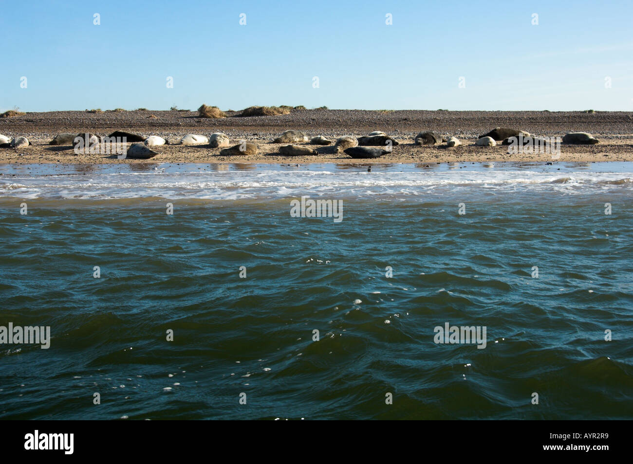 Seals at blakeney point norfolk hi-res stock photography and images - Alamy