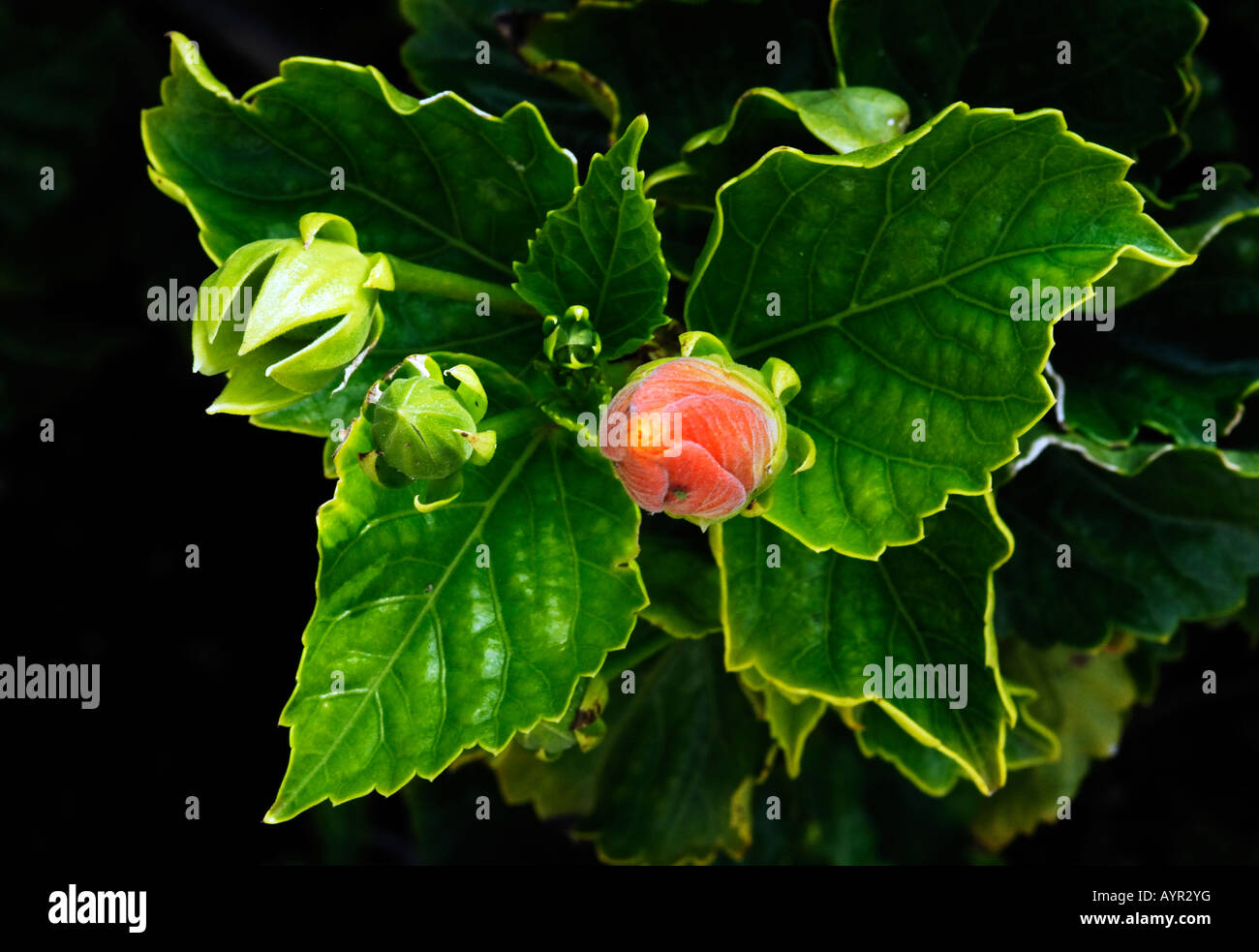 Buds of Hibiscus Stock Photo - Alamy