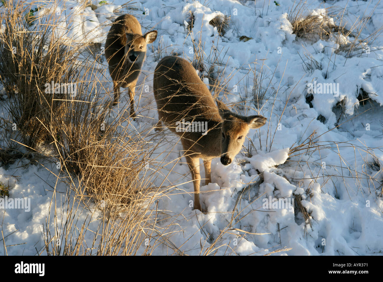 Doe And Yearling High Resolution Stock Photography and Images - Alamy