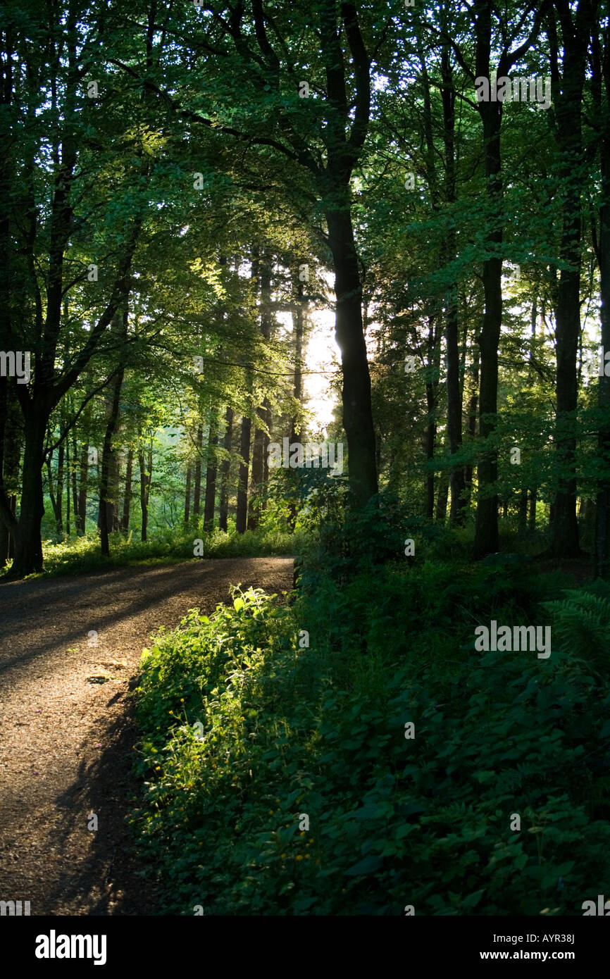 sun splitting through the trees in portglenone forest park Stock Photo ...