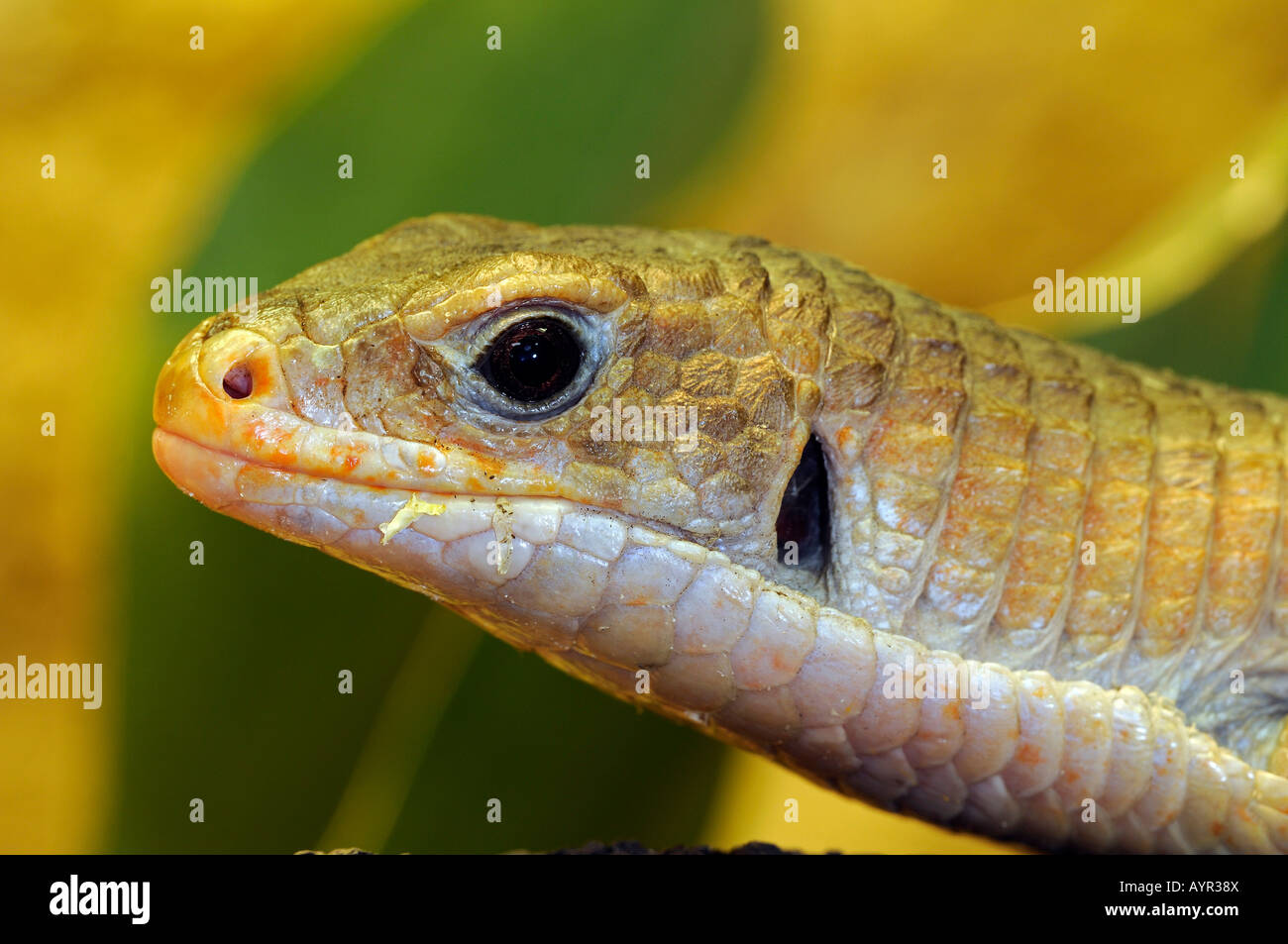 Rough scaled plated lizard hi-res stock photography and images - Alamy