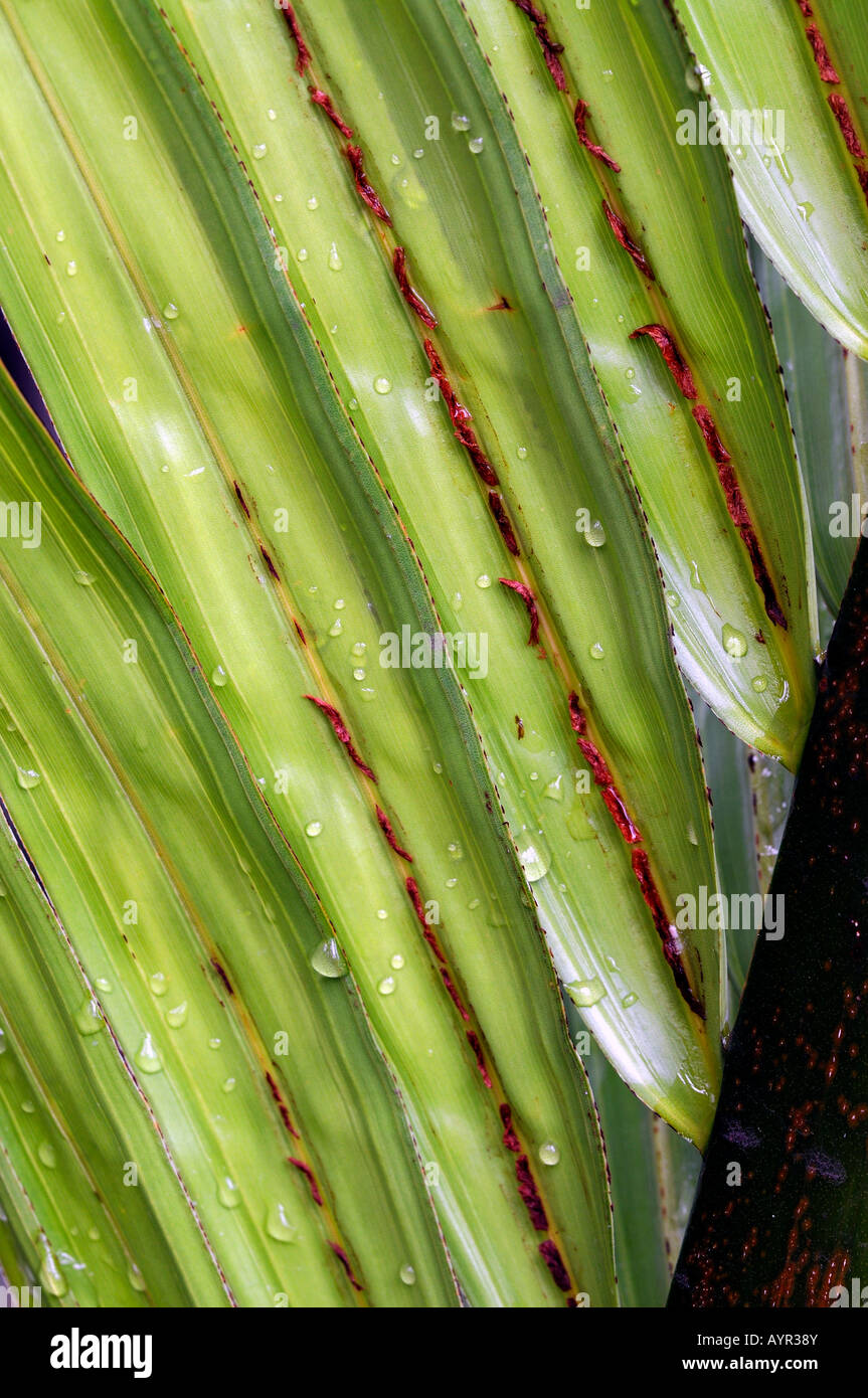 Detail, Attap Palm, Nipa Palm or Mangrove Palm leaf (Hypa fruticans ...