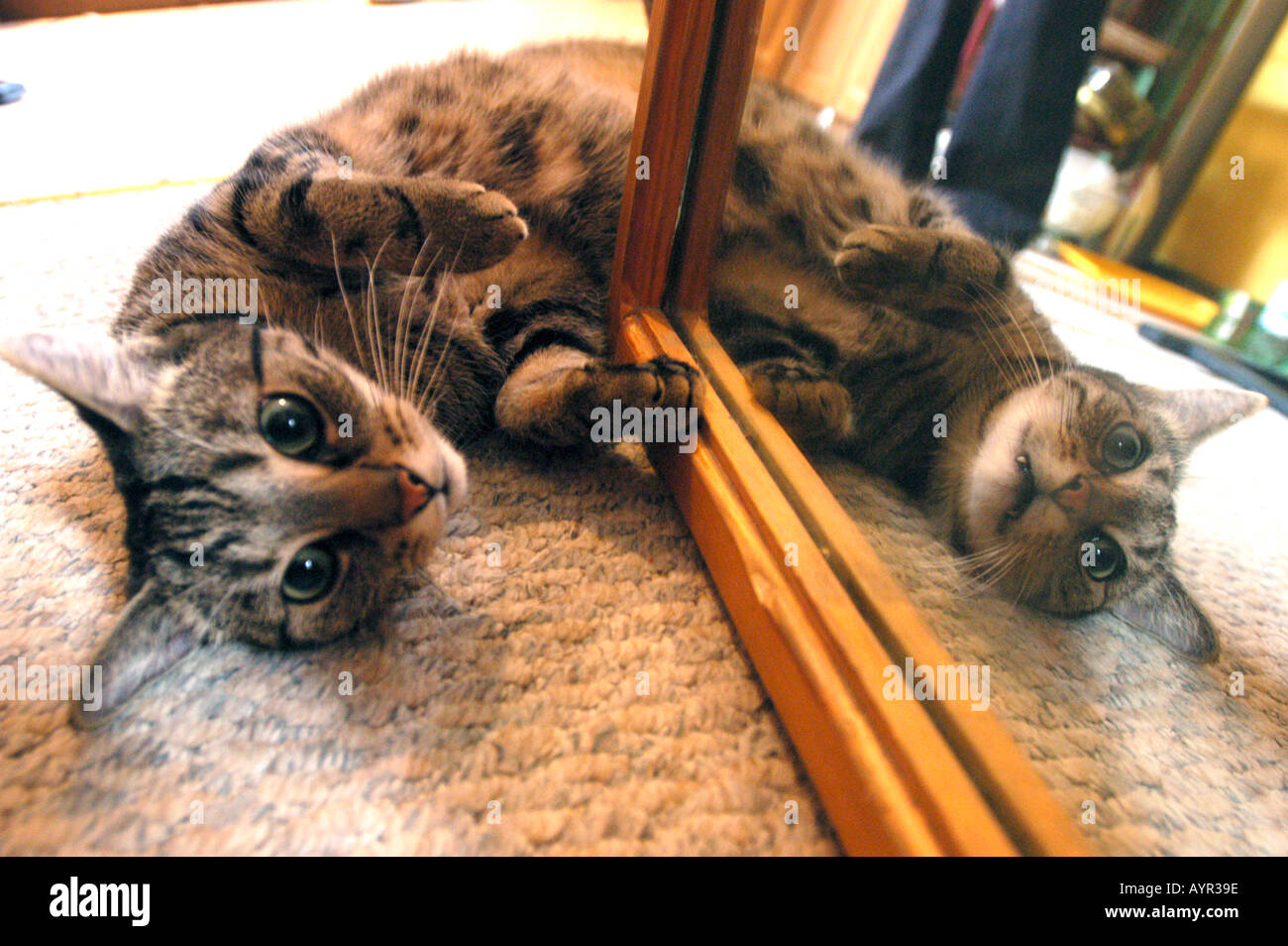 Mirror cat hi-res stock photography and images - Alamy
