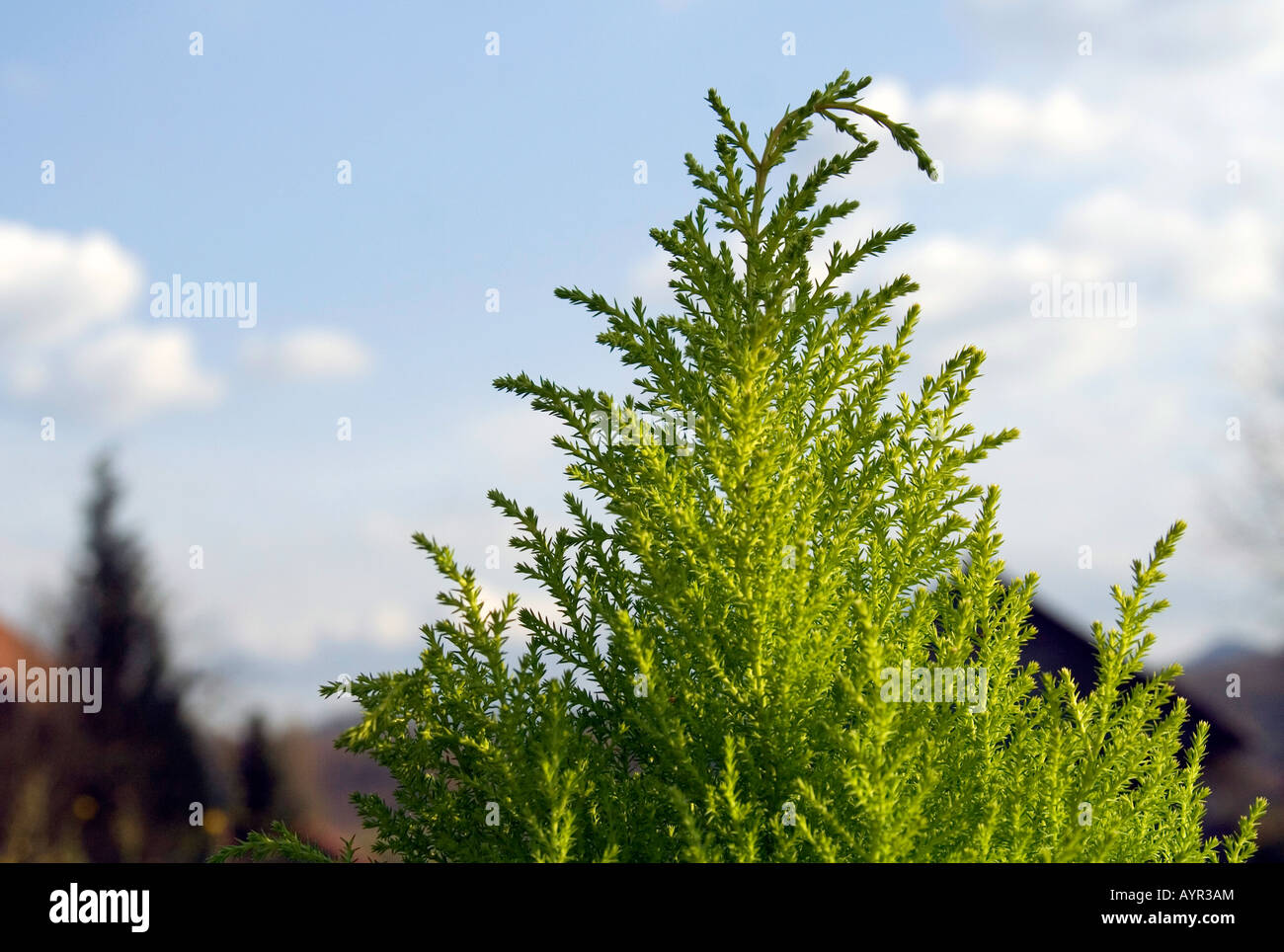 The top of the cypress tree Stock Photo - Alamy