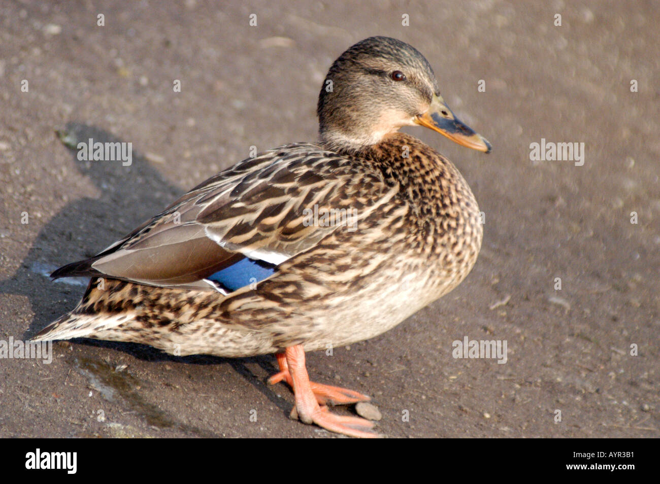 Side profile of bird on water hi-res stock photography and images - Alamy