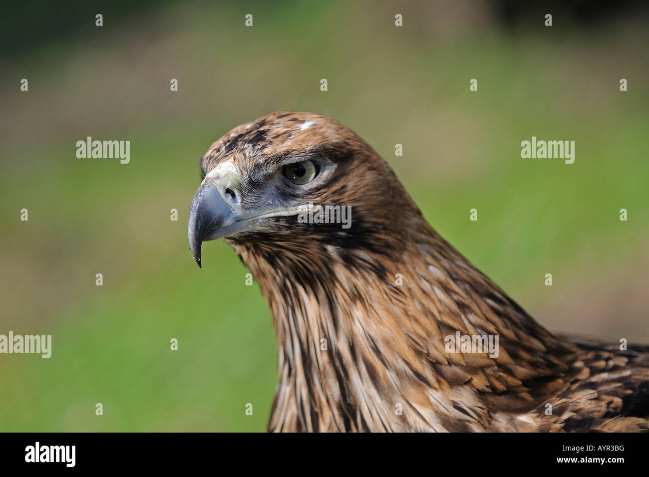 Imperial Eagle (Aquila heliaca Stock Photo - Alamy