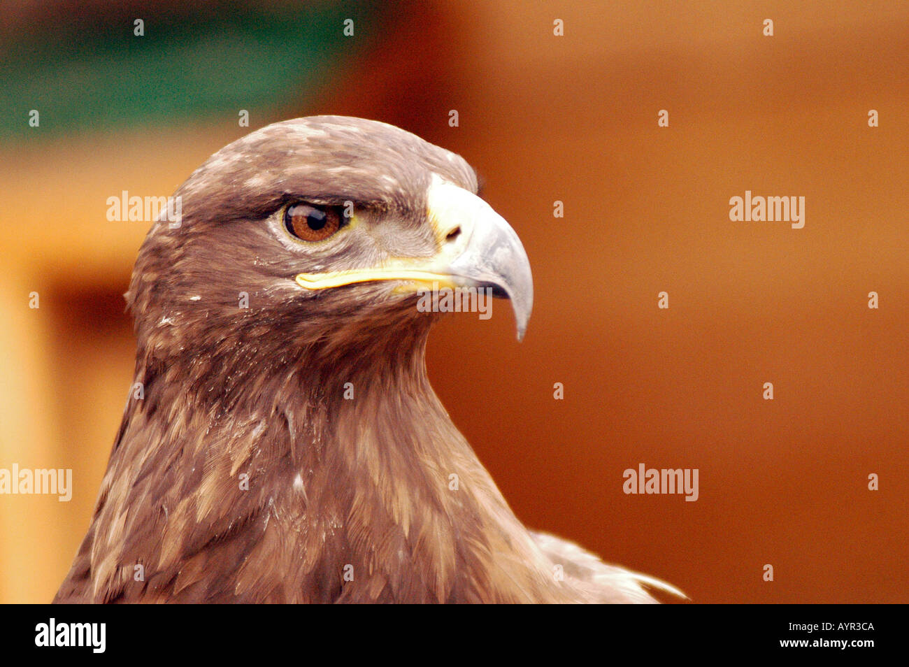 Hawk face hi-res stock photography and images - Alamy