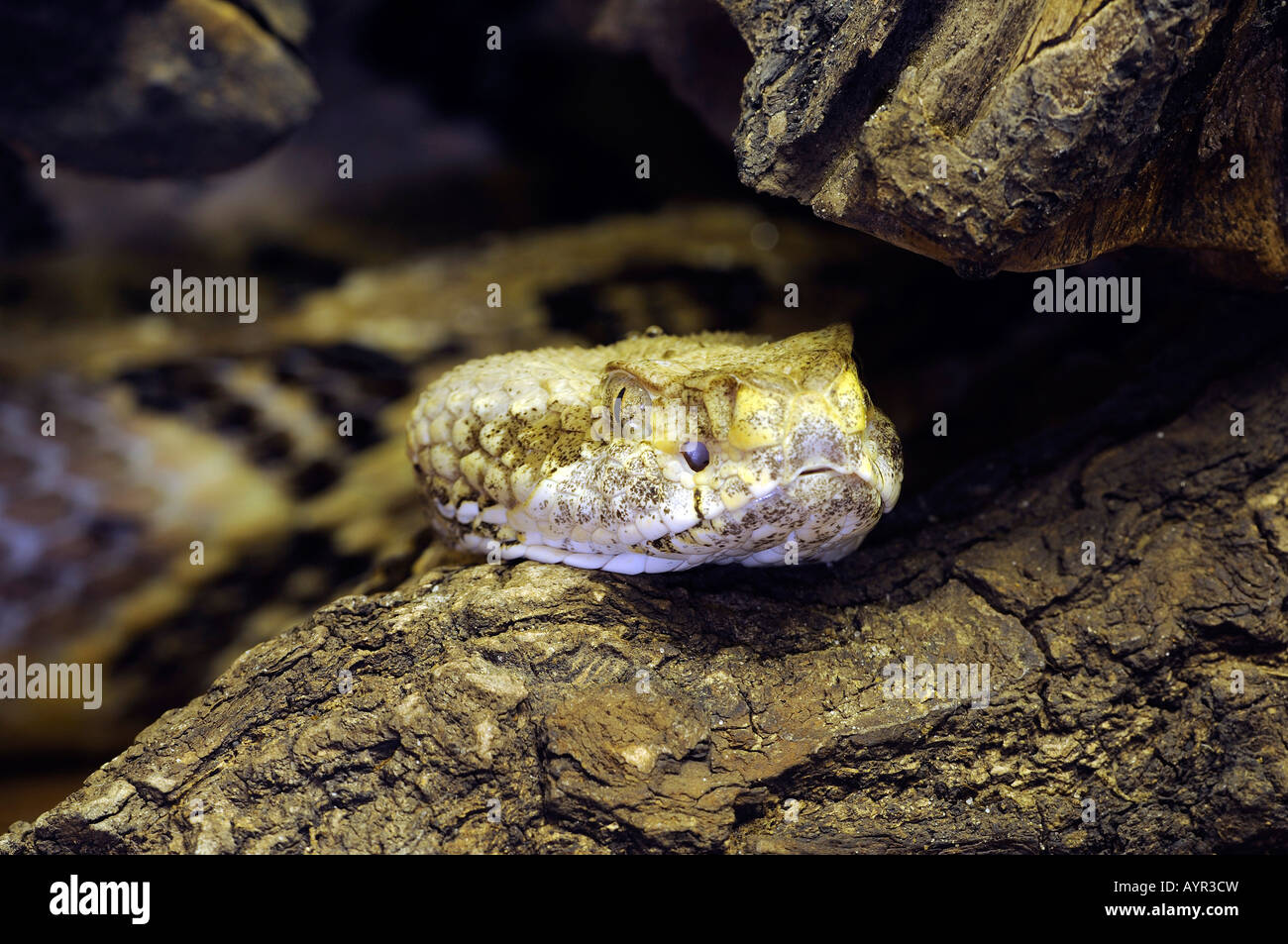 Timber rattlesnake hi-res stock photography and images - Alamy