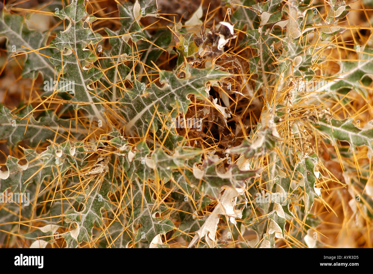 Sharp spiky plant hi-res stock photography and images - Alamy