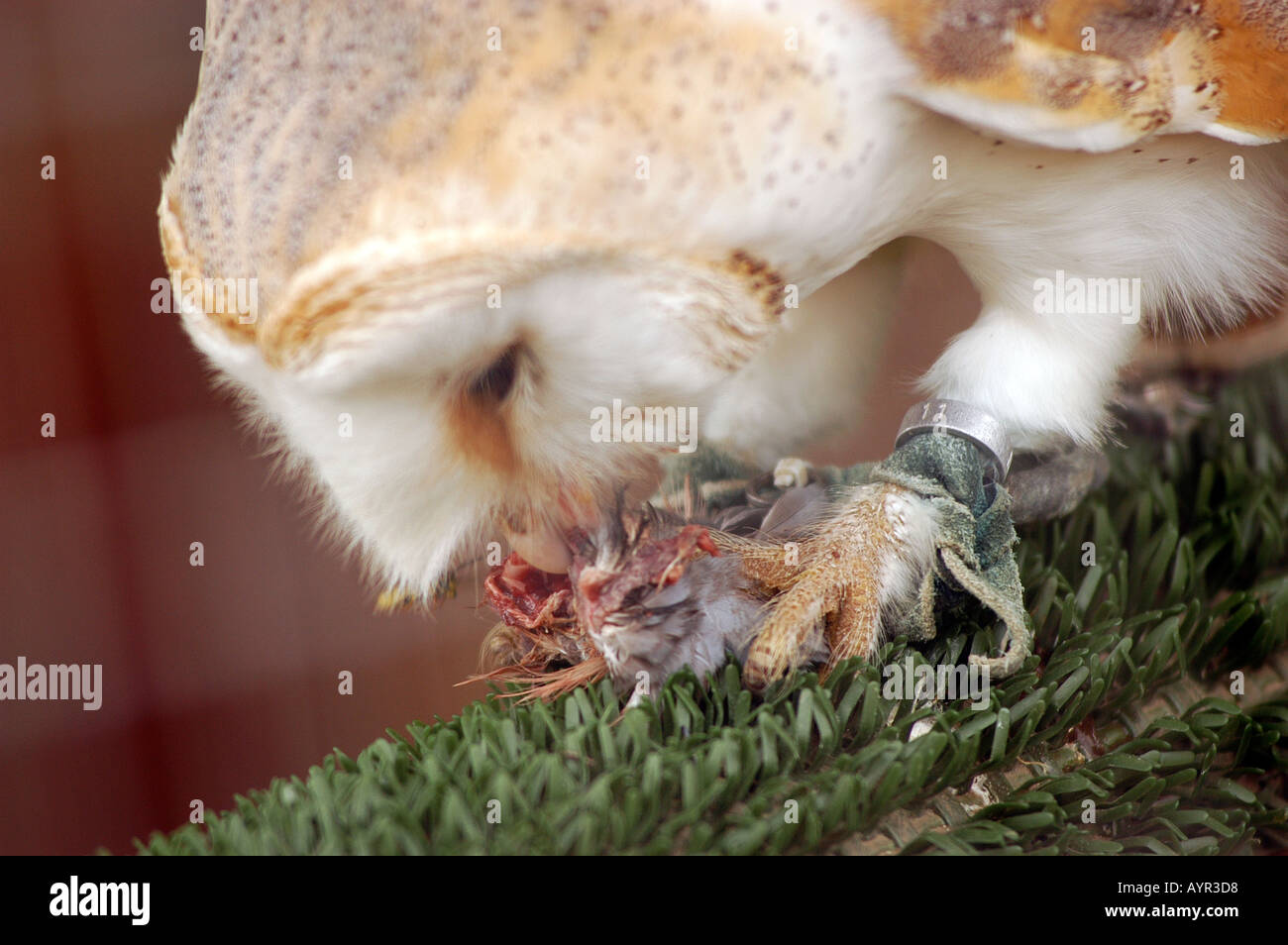 White owl eating meat Stock Photo - Alamy