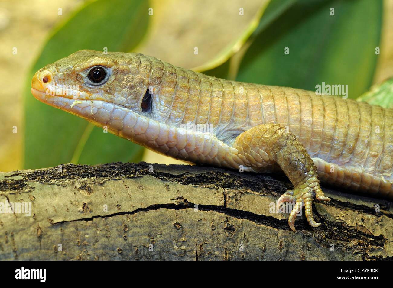 Sudan -, Great-plated - or Rough-scaled Plated Lizard (Gerrhosaurus ...
