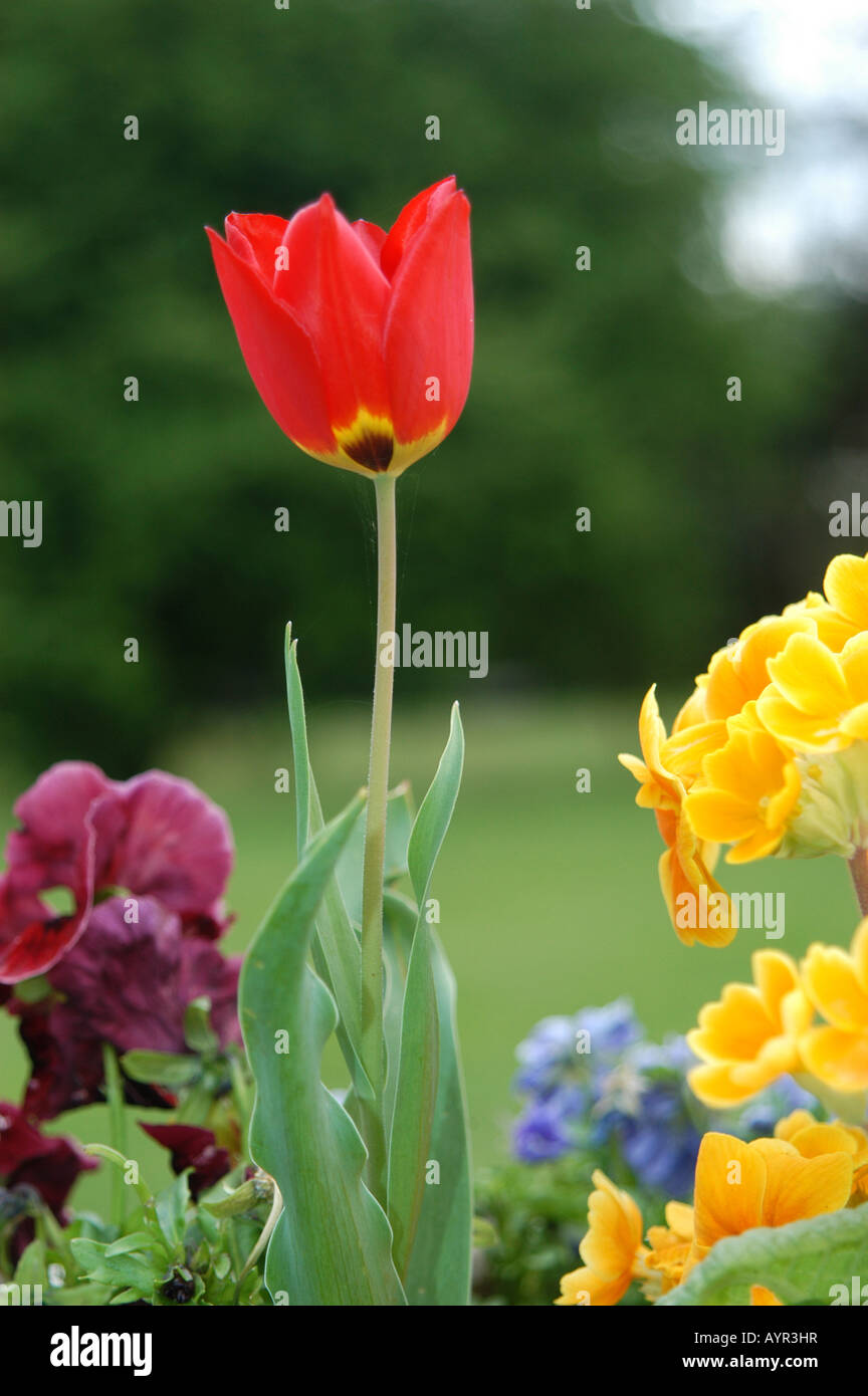 pretty colourful display of spring flowers in a english garden Stock ...