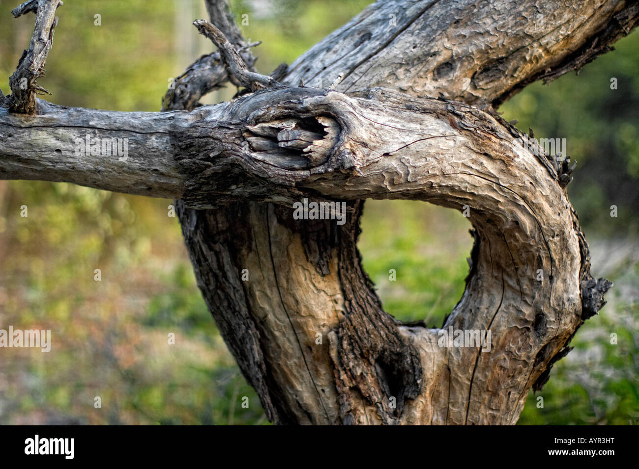 Tree twisted curved bark hi-res stock photography and images - Alamy