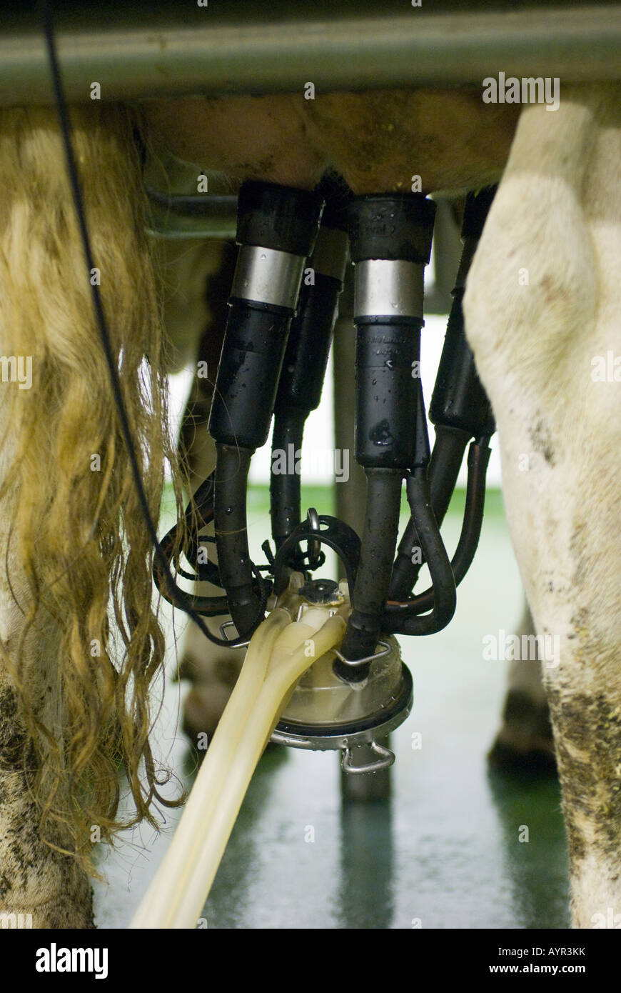 milking machine attached to the udder of a cow in a modern dairy ...