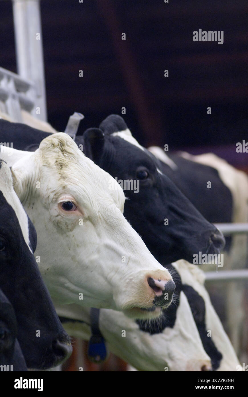 friesian cows in a modern dairy parlour on a farm in the uk Stock Photo ...