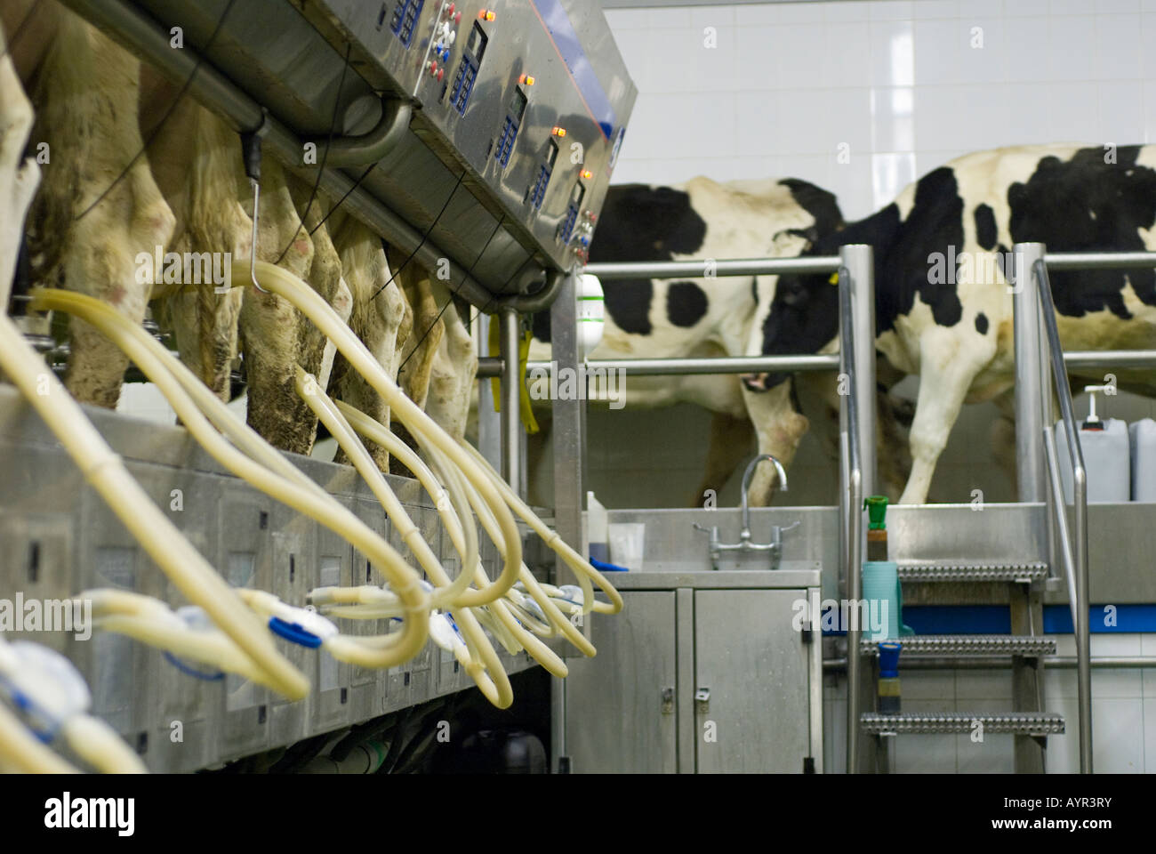 friesian cows and a modern milking machine in milking parlour on a farm ...