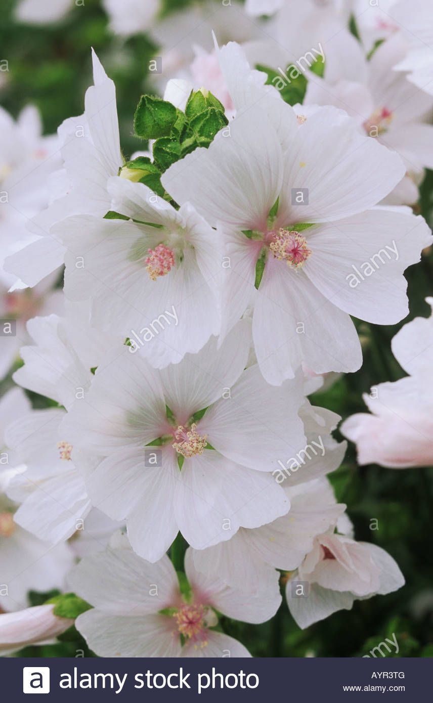 musk mallow Malva moschata Alba summer flower perennial white Stock ...