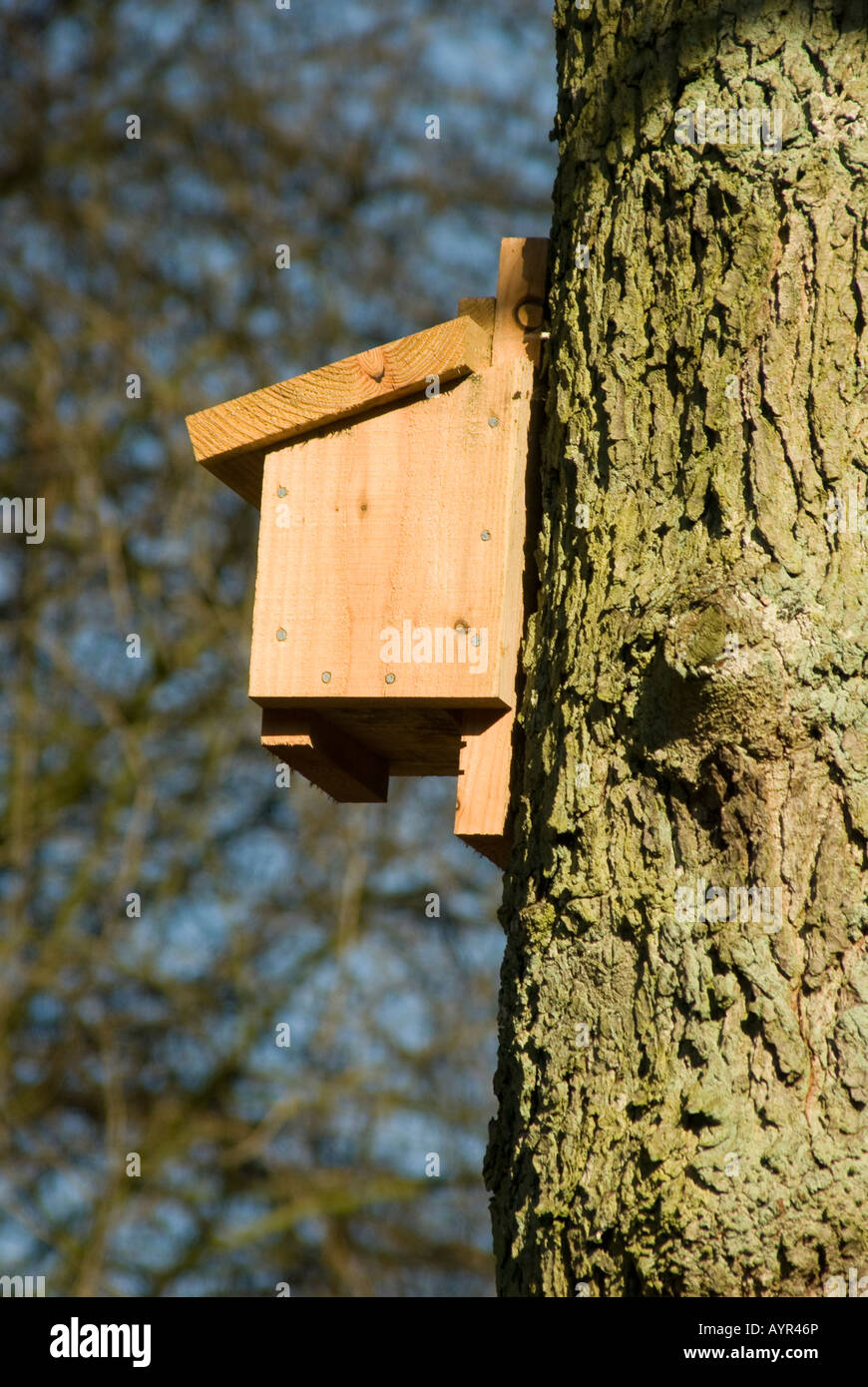 bat box fixed to a tree in the derbyshire countryside Stock Photo - Alamy