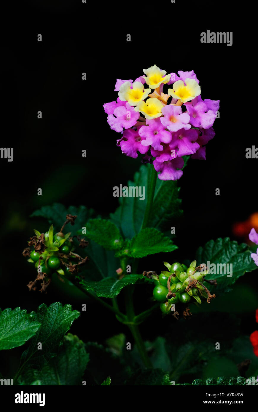 Festoon of flowers hi-res stock photography and images - Alamy