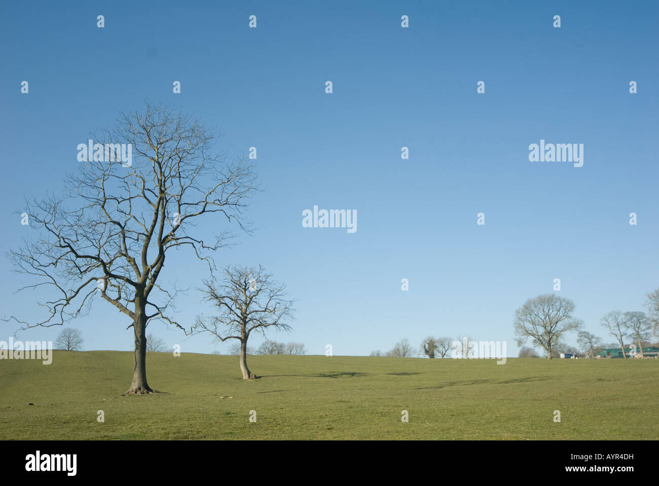beautiful view of the green english countryside in summer Stock Photo ...