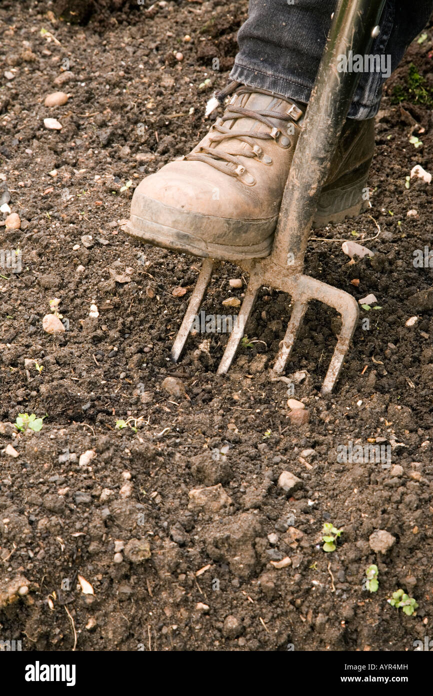 Digging in the garden with a fork Stock Photo - Alamy