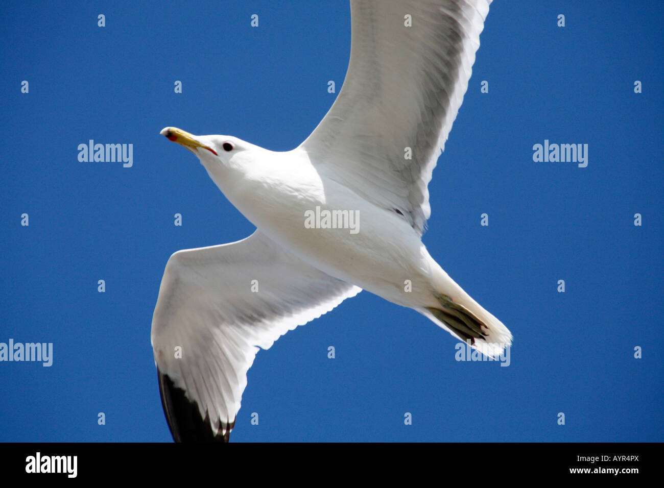 Close up flying gulls hi-res stock photography and images - Alamy