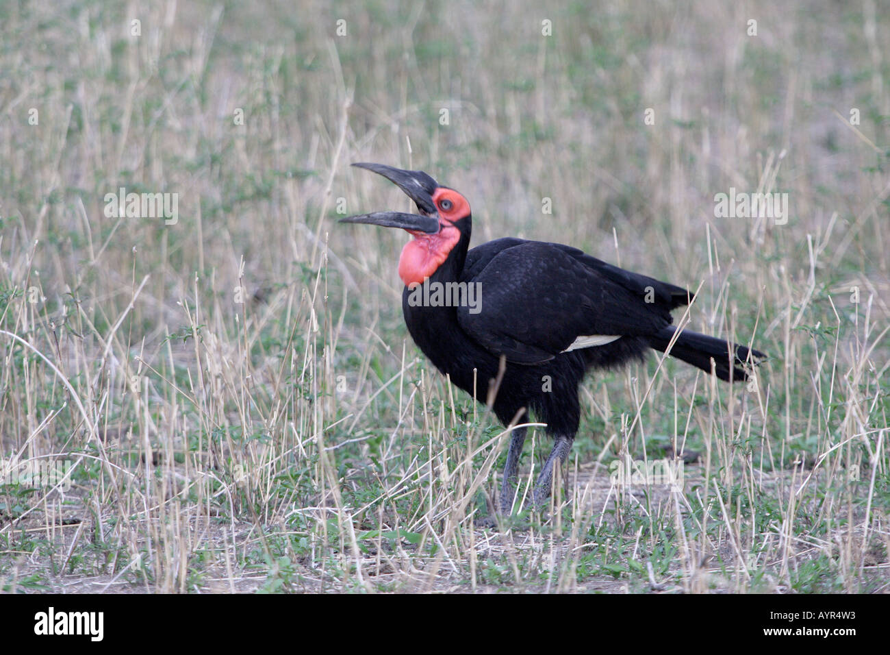 Southern Ground Hornbill catching food in Tanzania in Africa Stock ...