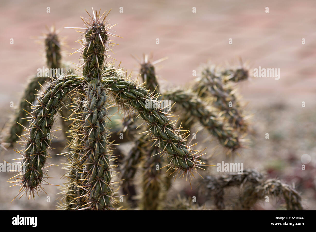 Chain link cactus plant spring park flowers Stock Photo - Alamy