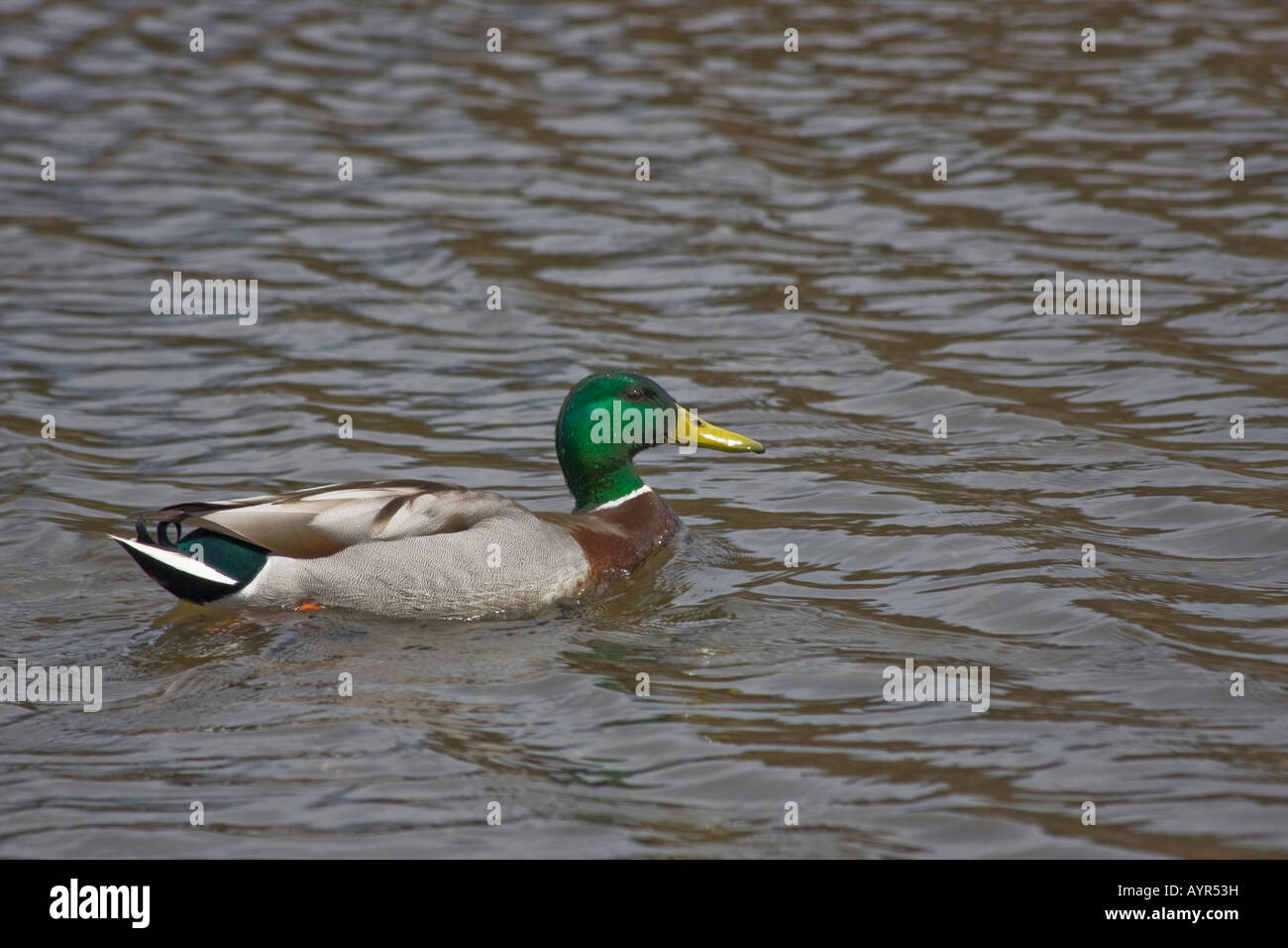 Dabbling duck hi-res stock photography and images - Alamy