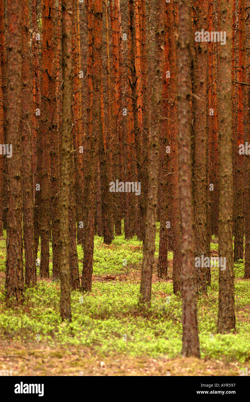 Tall pine trees reddish hi-res stock photography and images - Alamy