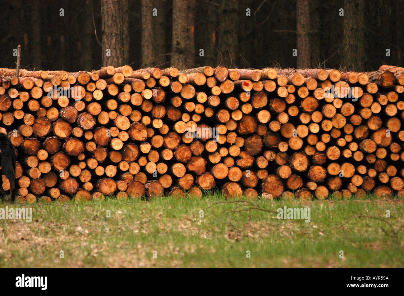 Pile of cut down tree trunks in the forest Stock Photo - Alamy