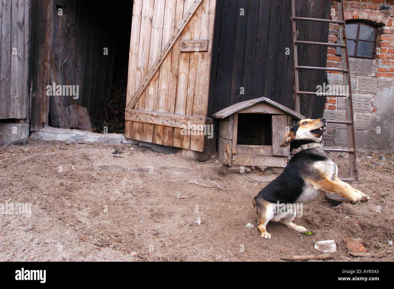 Guard dog tied on short chain Stock Photo - Alamy