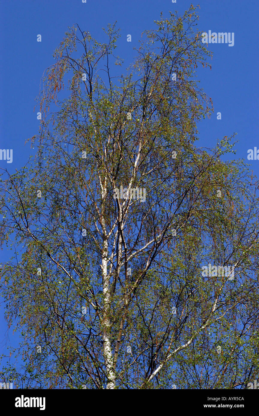 upper branches of a birch tree with blue background Stock Photo - Alamy
