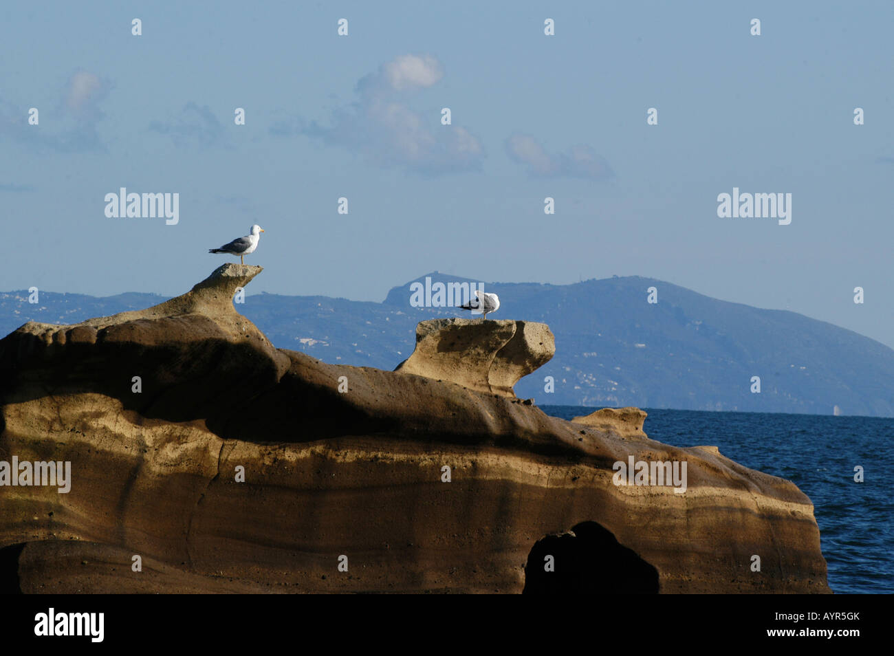 Animale della fauna hi-res stock photography and images - Alamy
