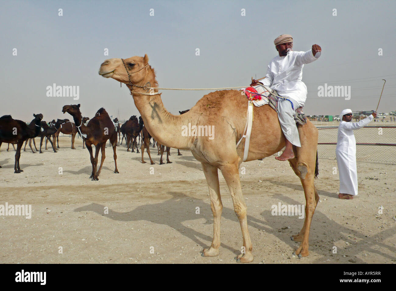 Camel Handler High Resolution Stock Photography and Images - Alamy