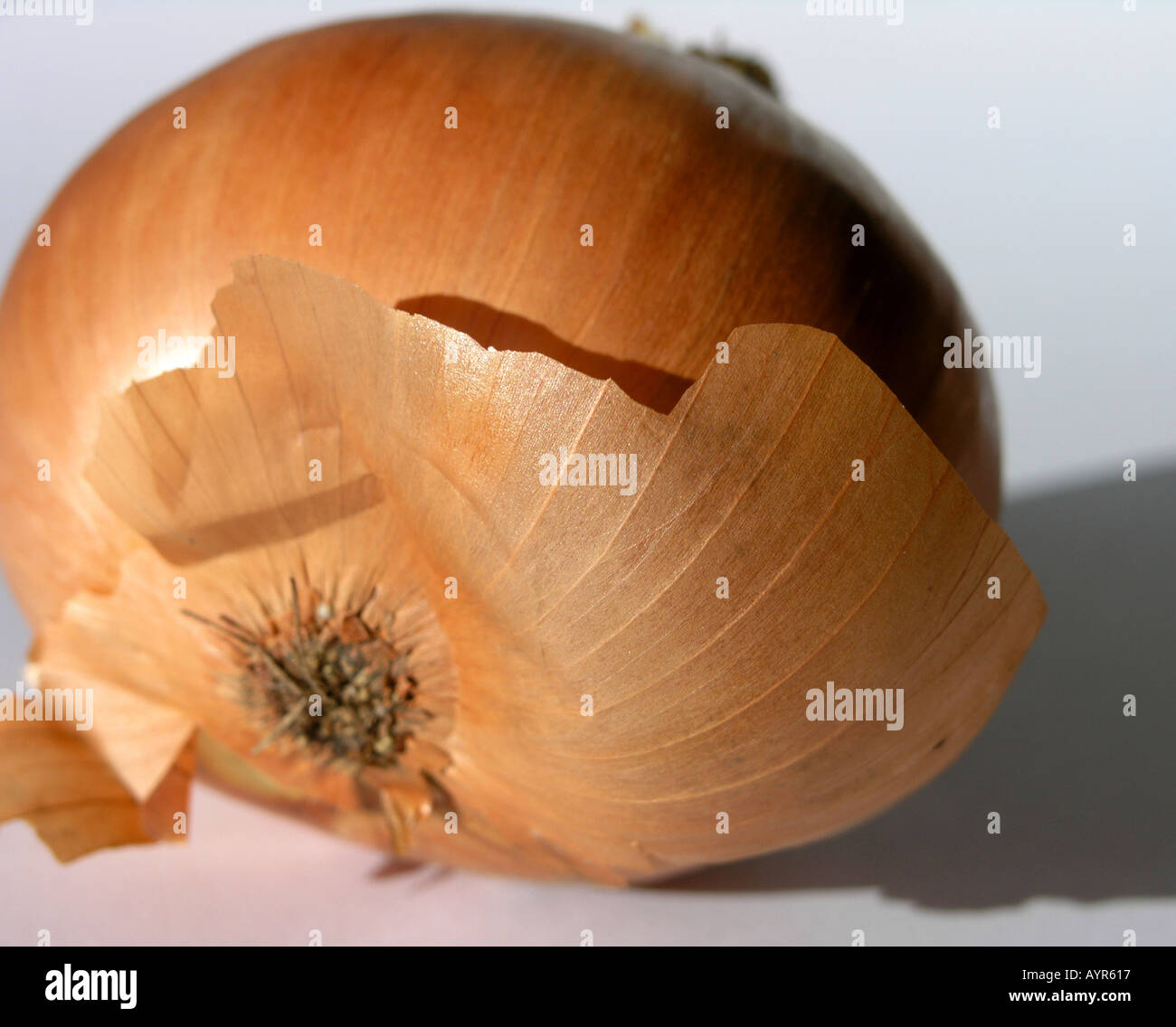Single large onion with brown peeling skin Stock Photo - Alamy