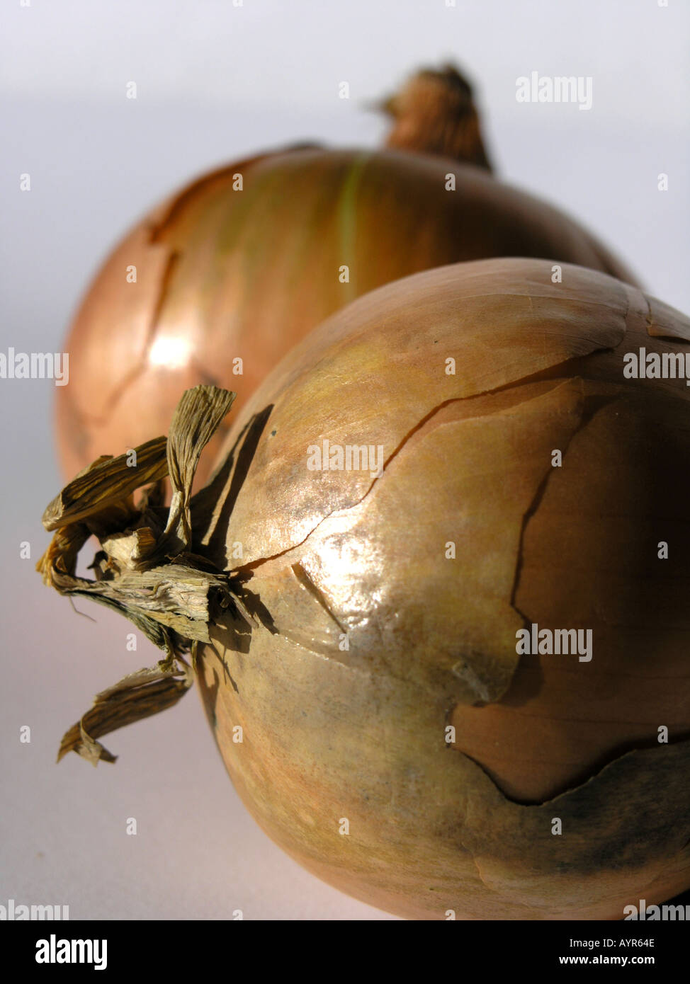 Two fresh onions Stock Photo - Alamy
