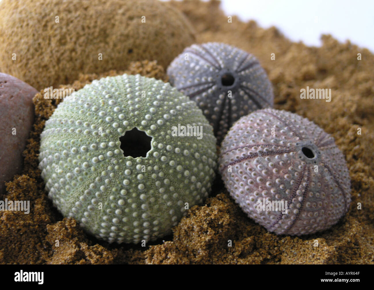 Group sea urchins hi-res stock photography and images - Alamy