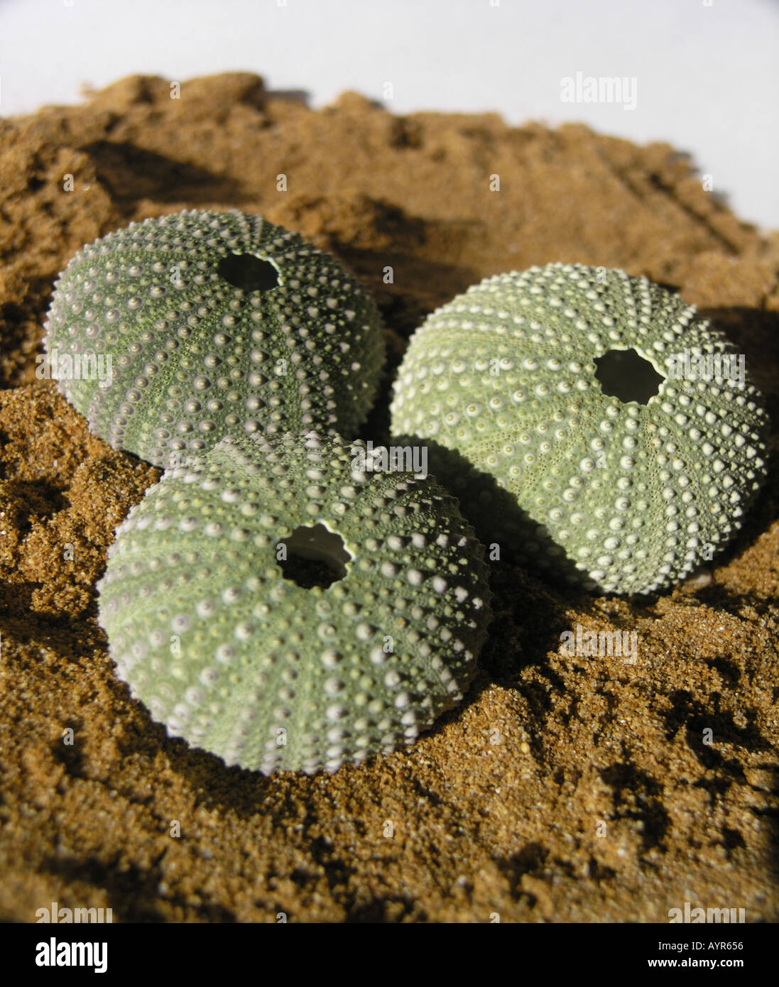 Three green sea urchins called Echinoidea shells Stock Photo - Alamy