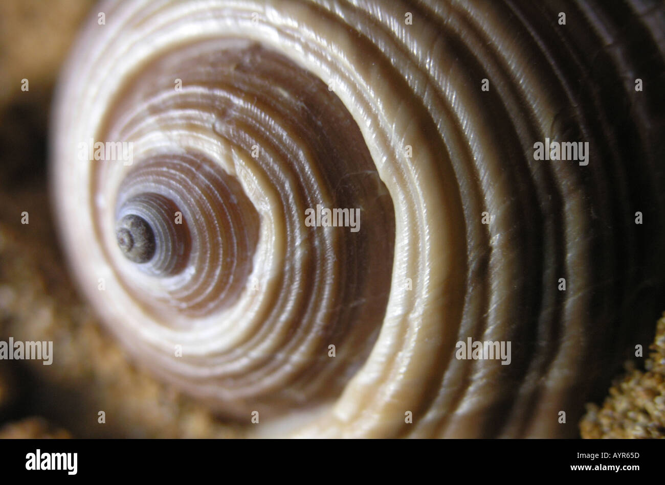 Giant Tun sea shell Stock Photo - Alamy
