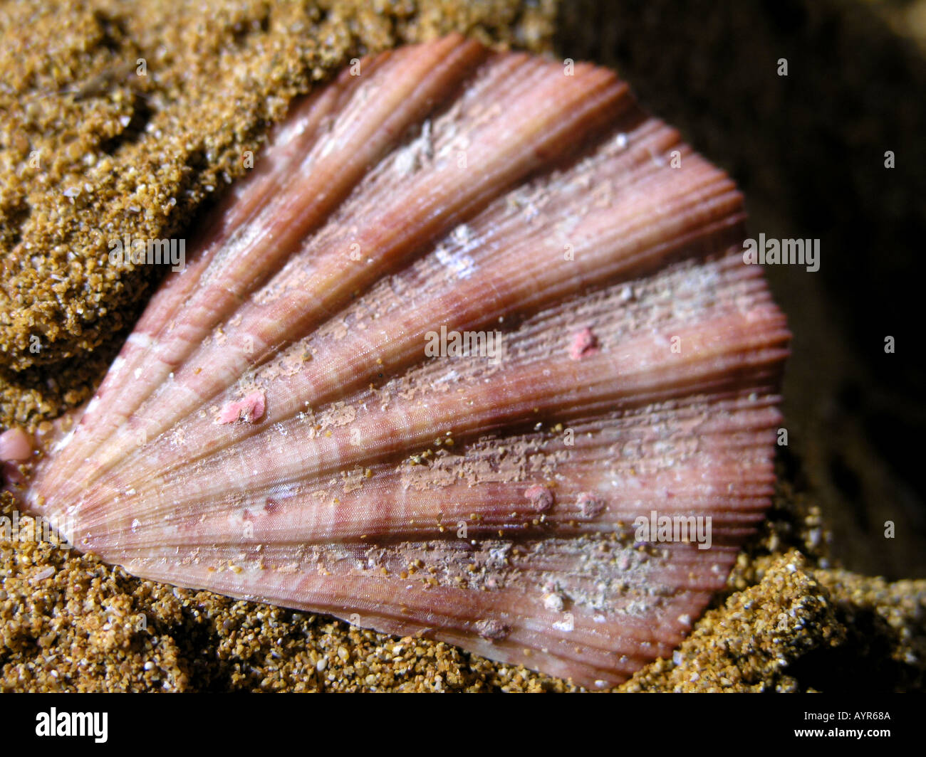 Pink Scallop Sea Shell Stock Photo - Alamy