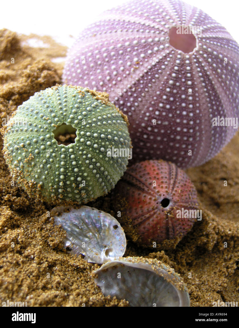 Purple Sea Urchin Shell