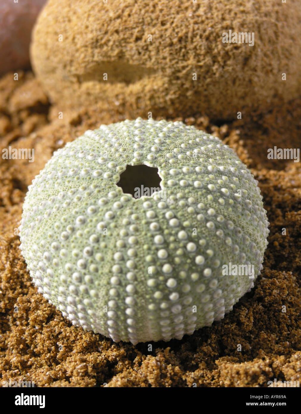 Sea Urchin Shell