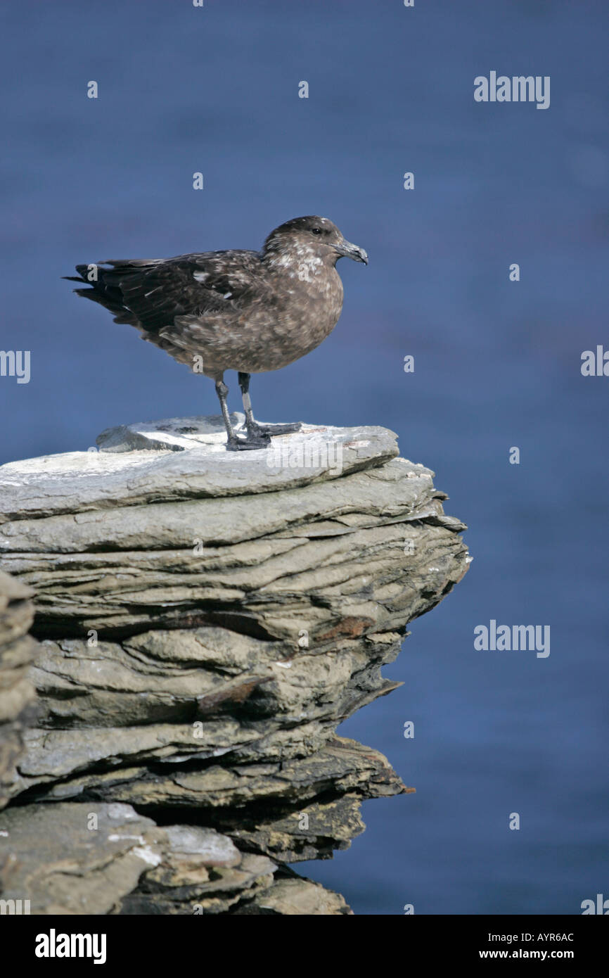 GREAT SKUA Stercorarius skua Stock Photo - Alamy