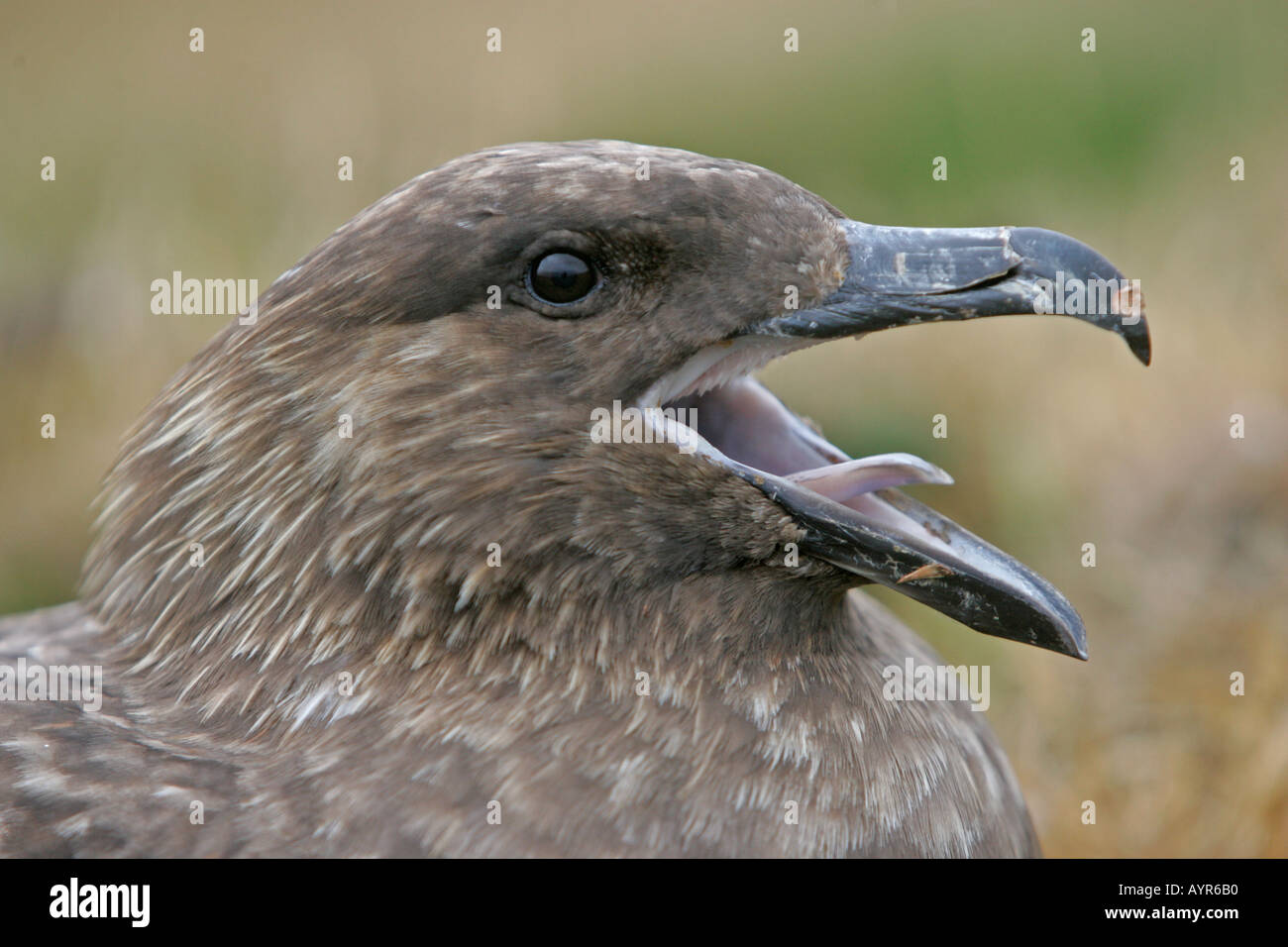 GREAT SKUA Stercorarius skua Stock Photo - Alamy
