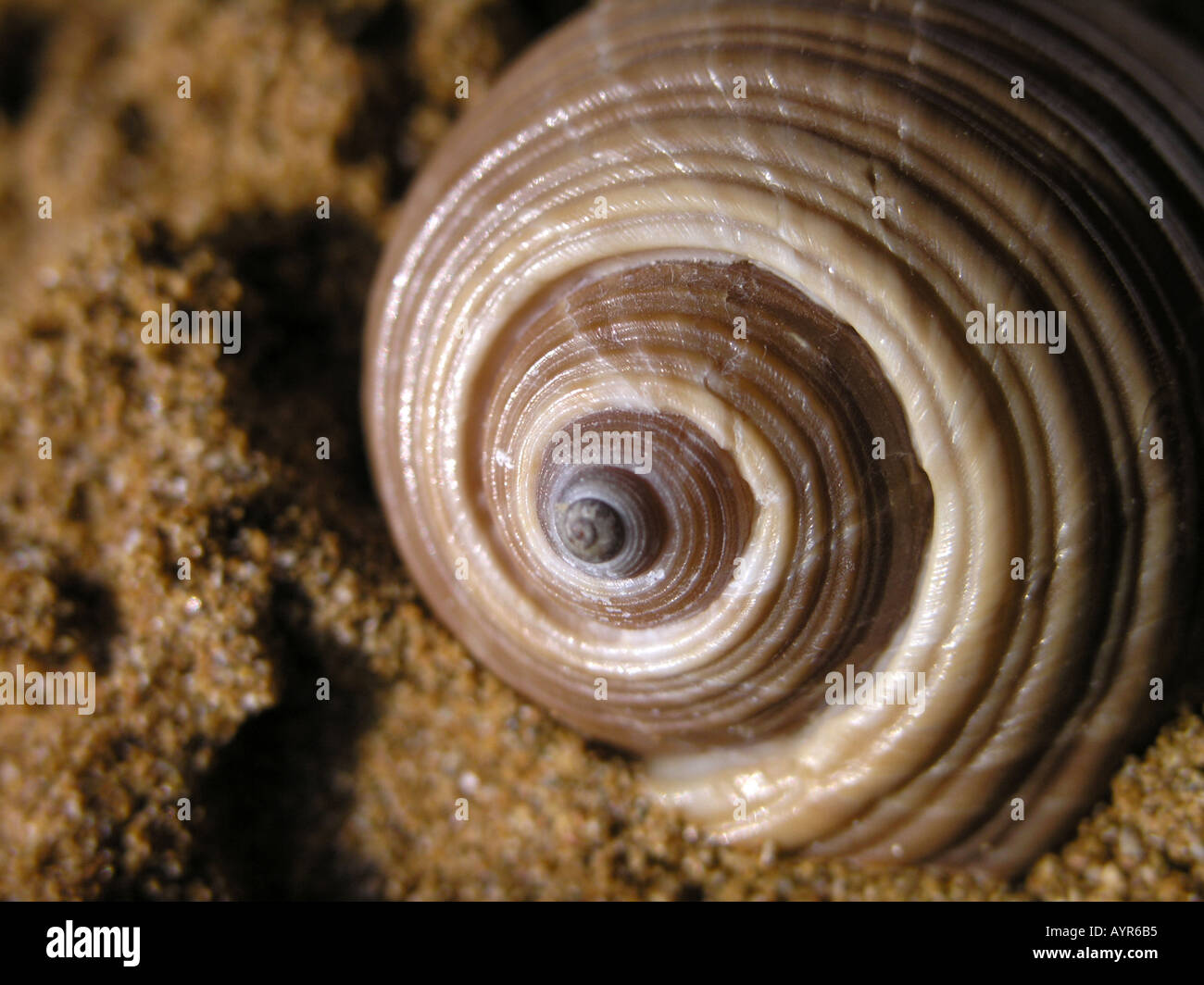 Tun shell hi-res stock photography and images - Alamy