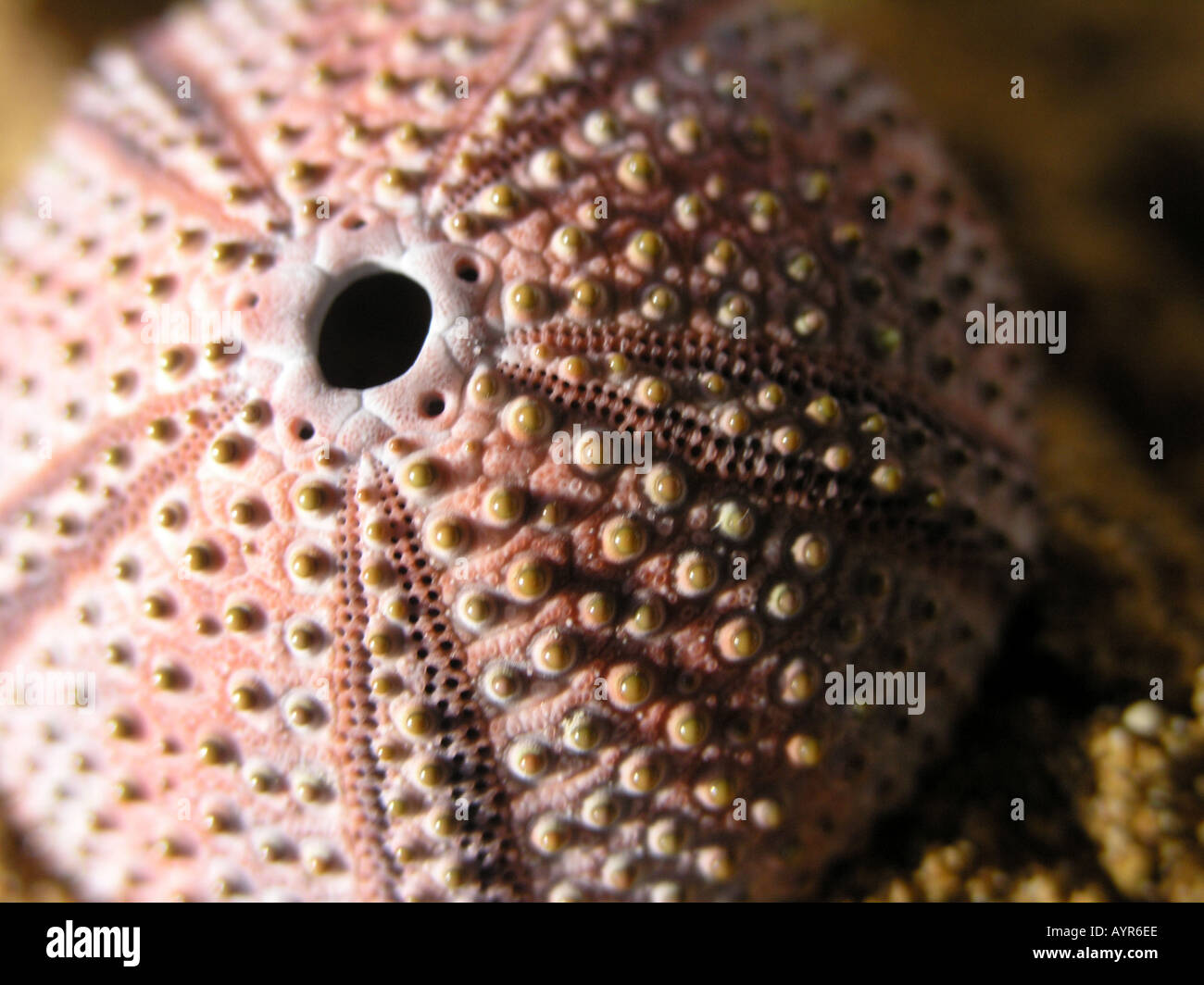 Pink Echinoidea Sea Urchin Shell Stock Photo - Alamy