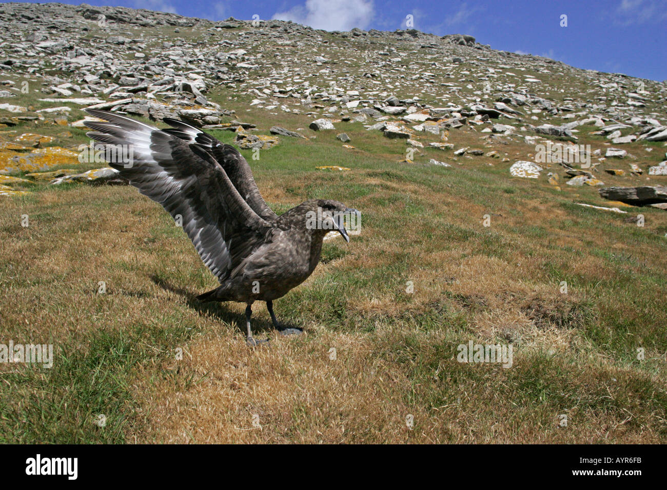 GREAT SKUA Stercorarius skua Stock Photo - Alamy