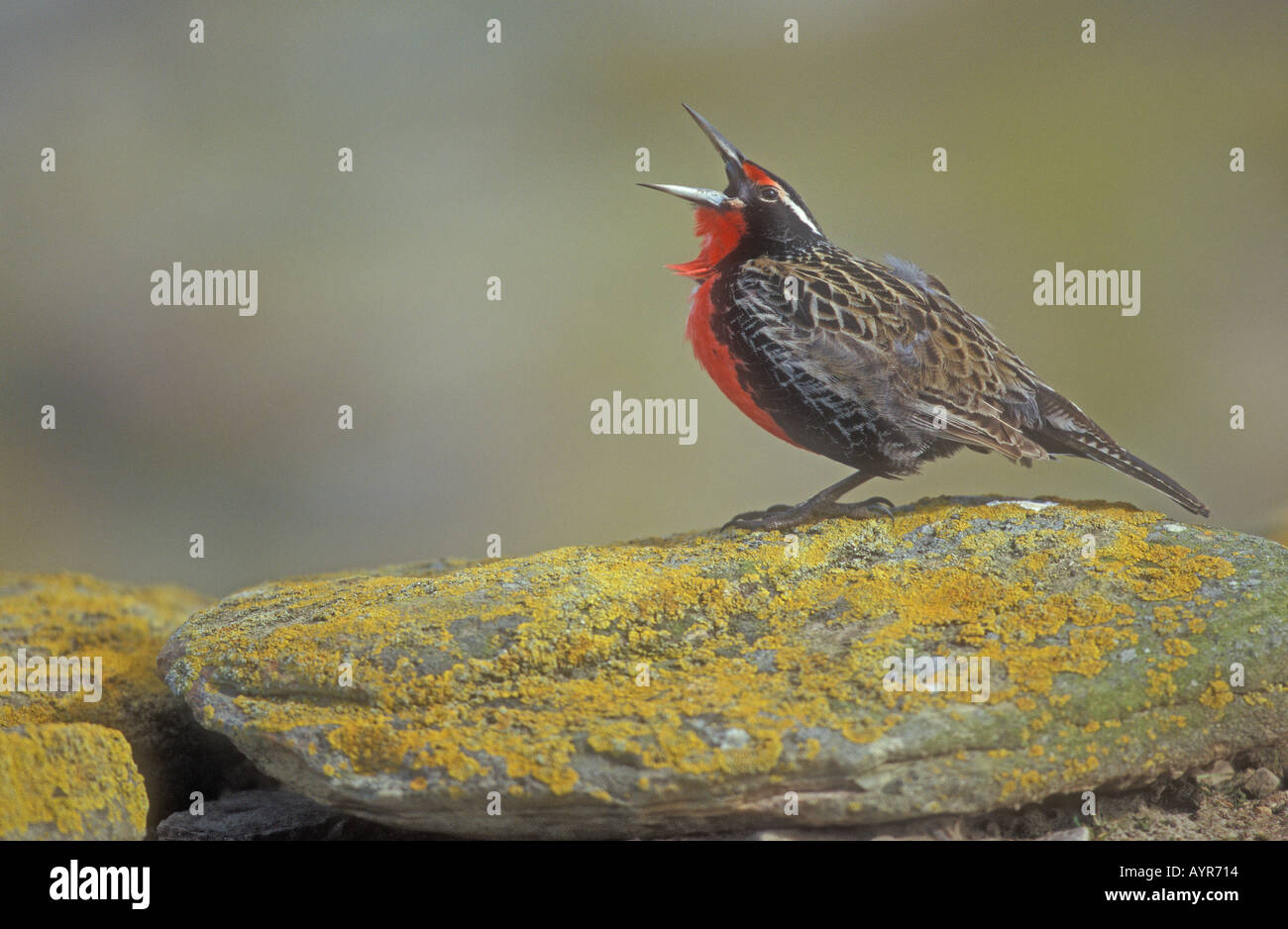 Military starling hi-res stock photography and images - Alamy