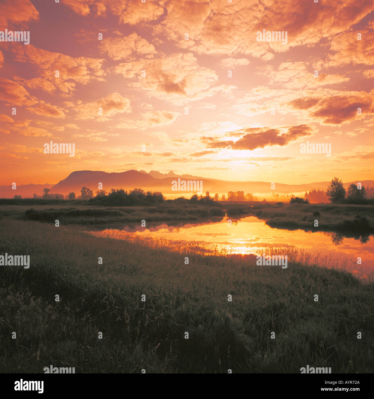 Pitt meadows marsh hi-res stock photography and images - Alamy